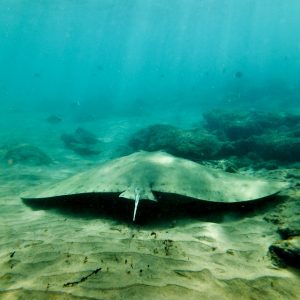 Cape Vidal Snorkeling – Safari And Surf – Wilderness Adventures
